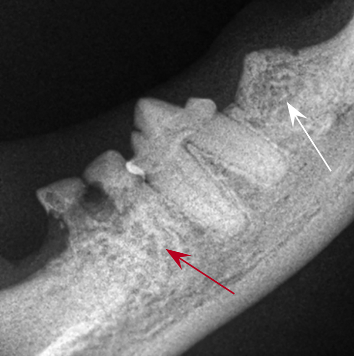 Image Gallery: Dental Radiography | Clinician's Brief
