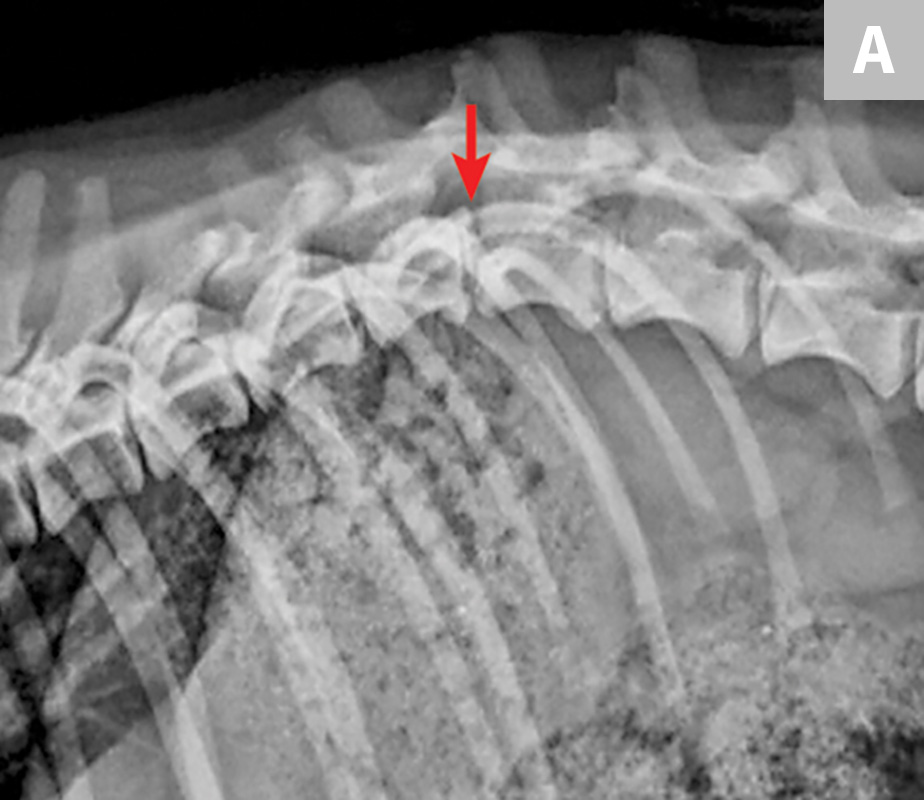 Vertebral Fractures & Luxations in Dogs & Cats | Clinician's Brief
