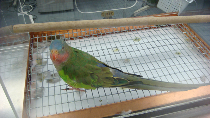 Image Gallery: Avian Restraint | Clinician's Brief