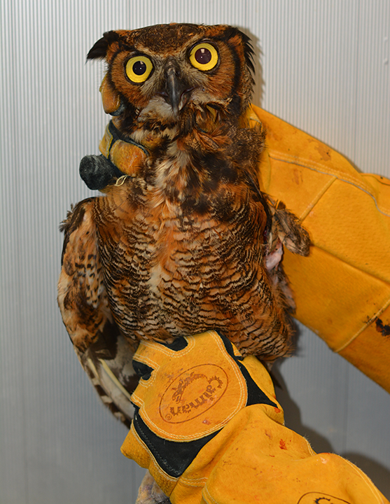 Image Gallery: Avian Restraint | Clinician's Brief