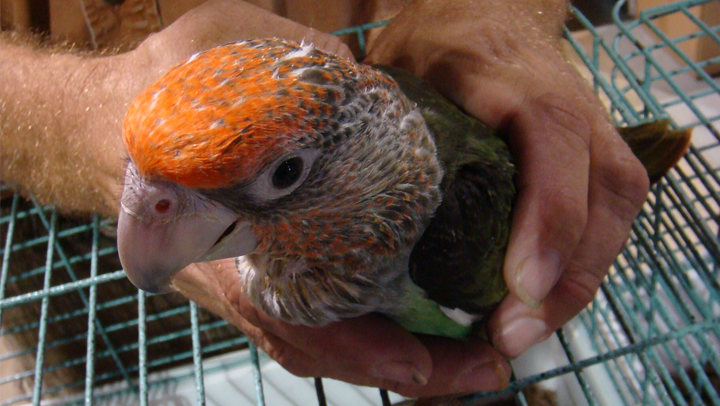 Image Gallery: Avian Restraint | Clinician's Brief