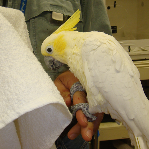 Image Gallery: Avian Restraint | Clinician's Brief