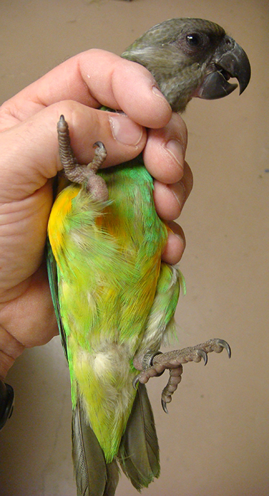 Image Gallery: Avian Restraint | Clinician's Brief