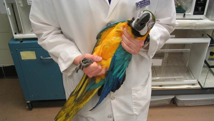 Image Gallery: Avian Restraint | Clinician's Brief