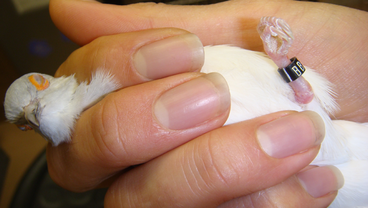 Image Gallery: Avian Restraint | Clinician's Brief