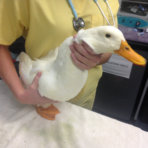 Image Gallery: Avian Restraint | Clinician's Brief