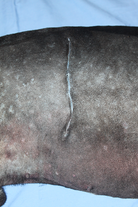 Image Gallery: Surgical Tension Lines | Clinician's Brief