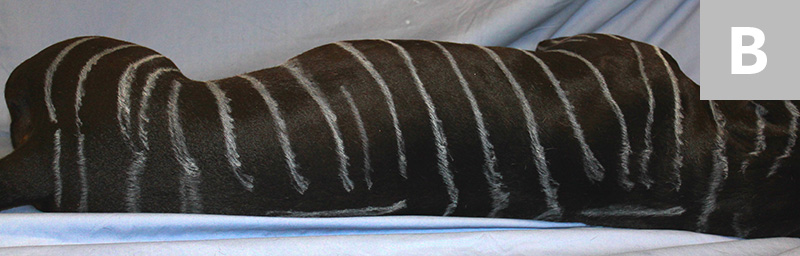 Image Gallery: Surgical Tension Lines | Clinician's Brief