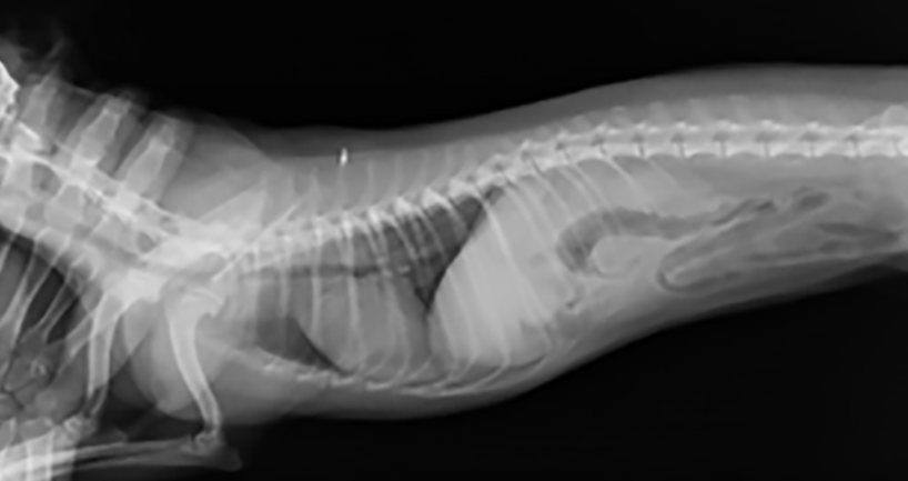 Picture-Perfect Thoracic Radiographs | Clinician's Brief
