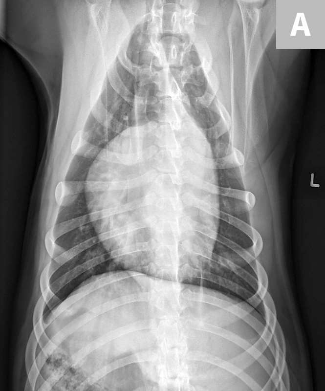 Picture-Perfect Thoracic Radiographs | Clinician's Brief
