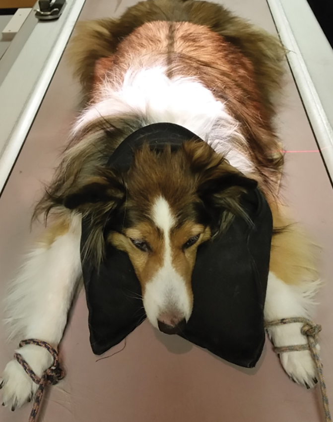 Picture-Perfect Thoracic Radiographs | Clinician's Brief