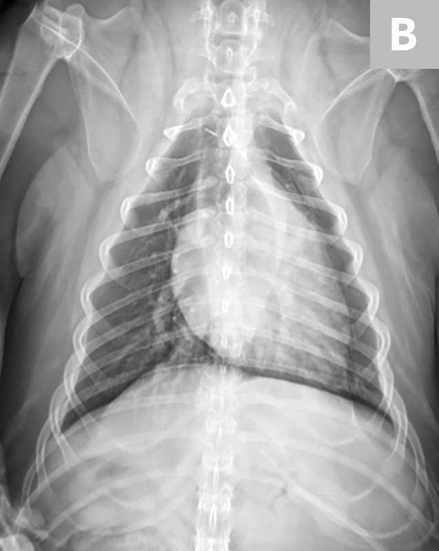 Picture-Perfect Thoracic Radiographs | Clinician's Brief
