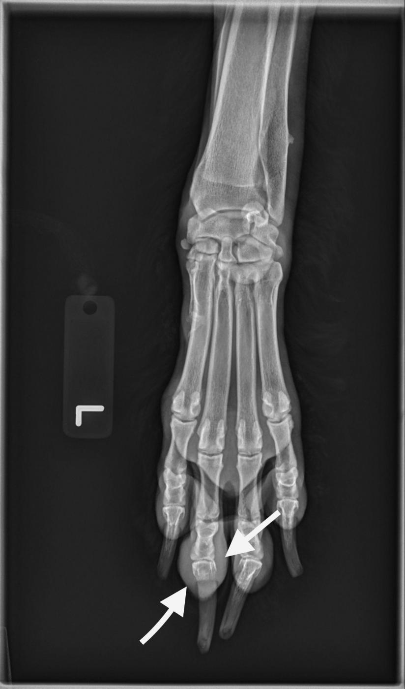 Image Gallery: Primary & Metastatic Tumors Part 2 | Clinician's Brief