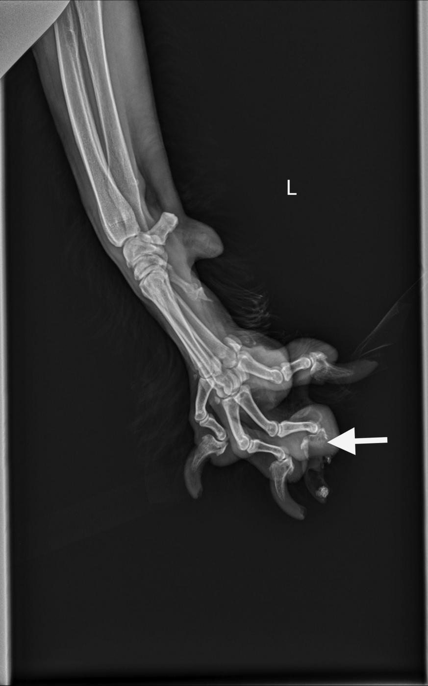 Image Gallery: Primary & Metastatic Tumors Part 2 | Clinician's Brief