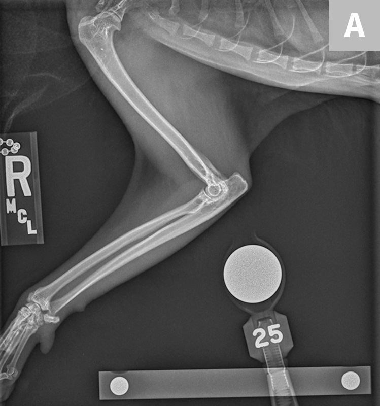 Pain Management in an Arthritic Senior Cat | Clinician's Brief