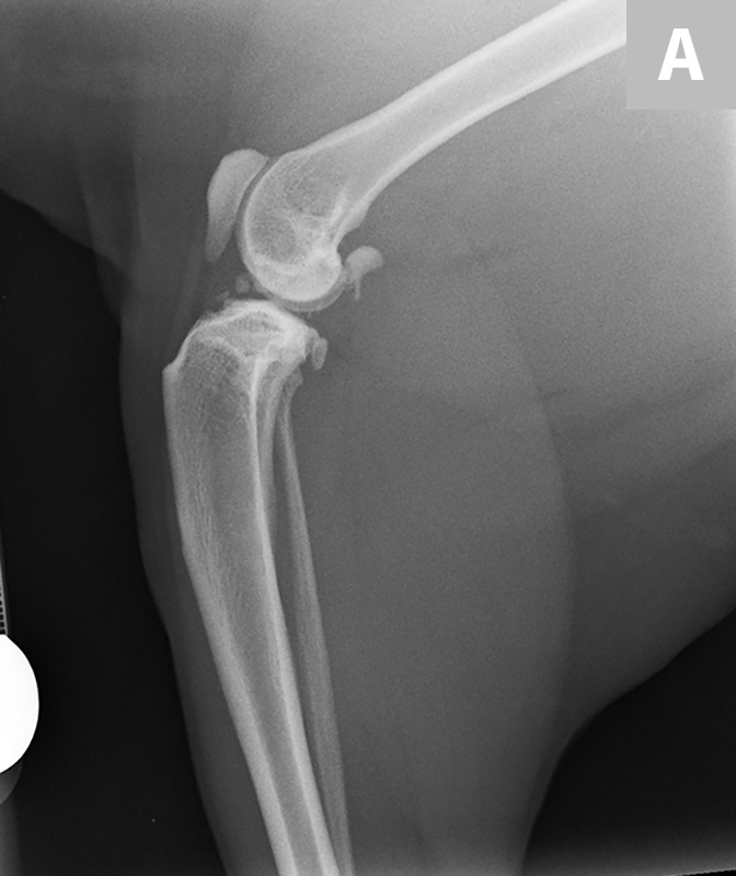 Pain Management in an Arthritic Senior Cat | Clinician's Brief