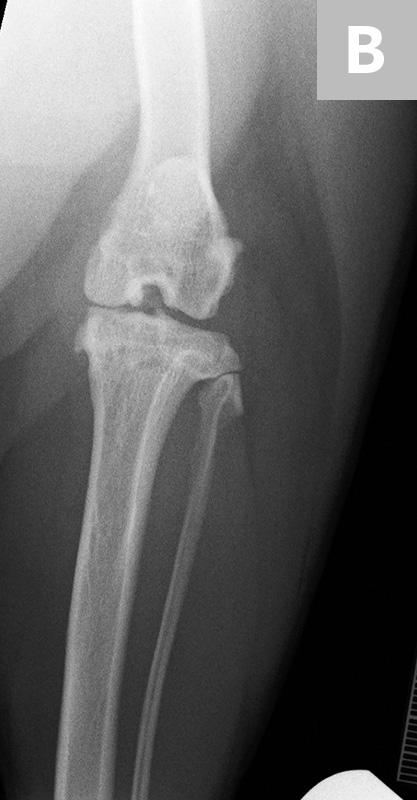 Pain Management in an Arthritic Senior Cat | Clinician's Brief