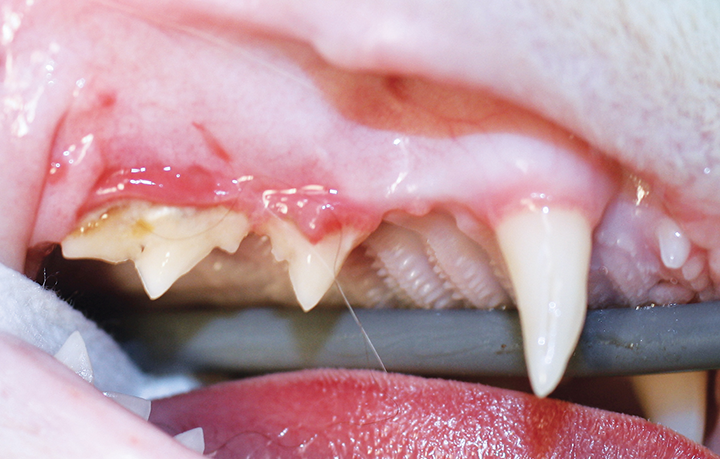 Visual Guide to Feline Chronic Gingivostomatitis | Clinician's Brief