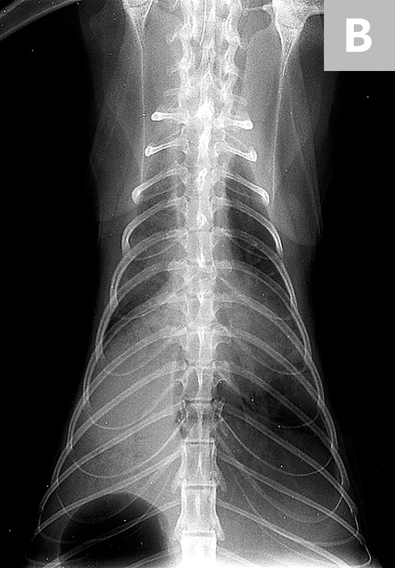 Top 5 Viral Dermatoses in Cats | Clinician's Brief