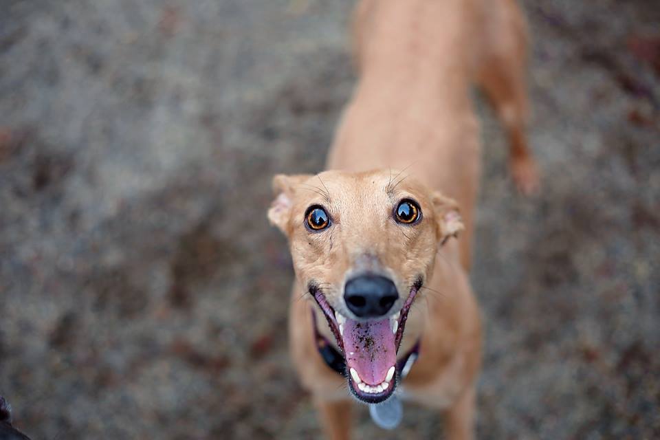 Image Quiz: Canine Body Language | Clinician's Brief