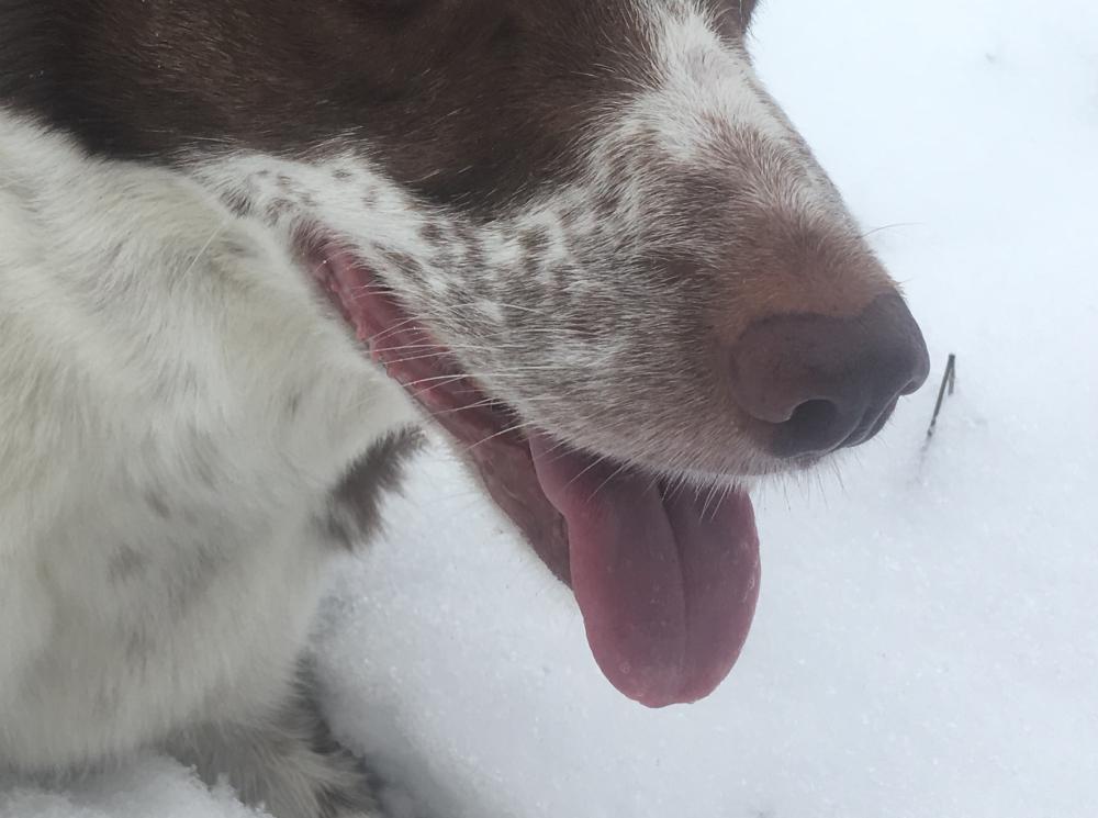 Image Quiz: Canine Body Language | Clinician's Brief