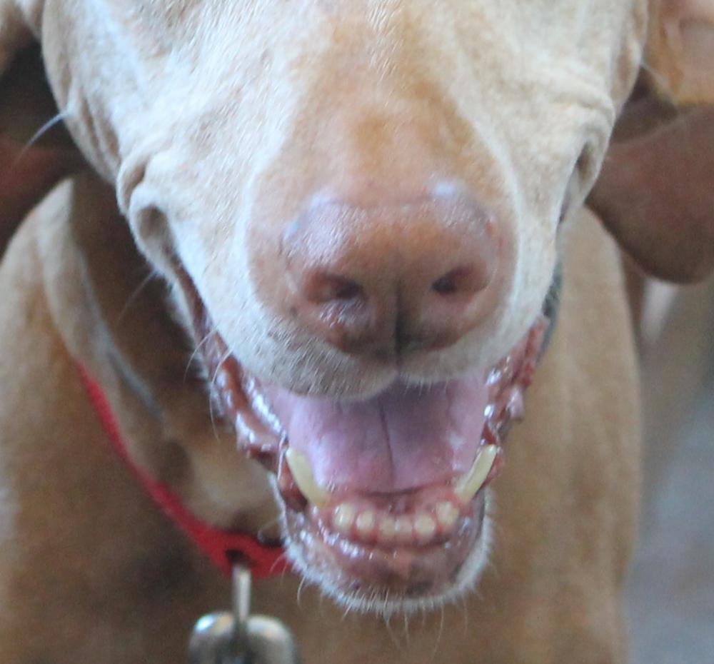 Image Quiz: Canine Body Language | Clinician's Brief