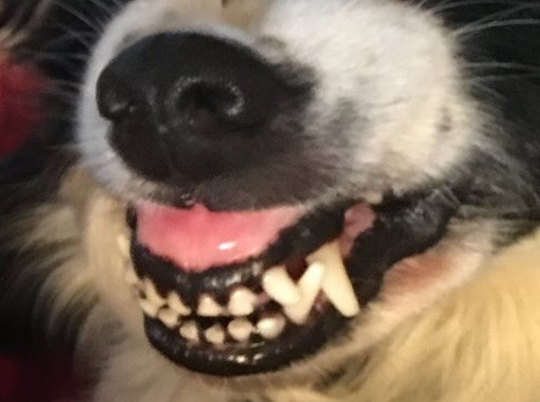 Image Quiz: Canine Body Language | Clinician's Brief