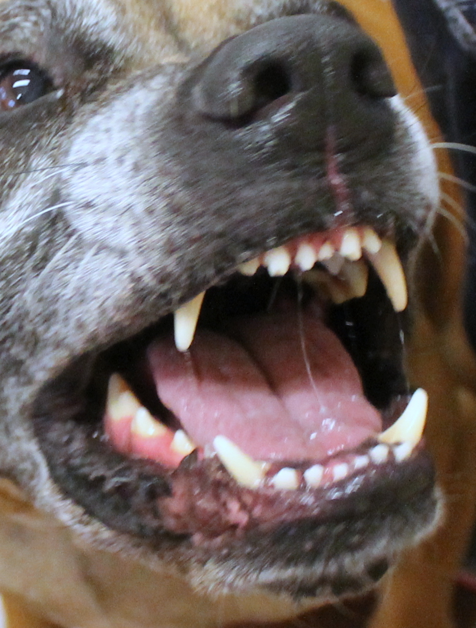 Image Quiz: Canine Body Language | Clinician's Brief