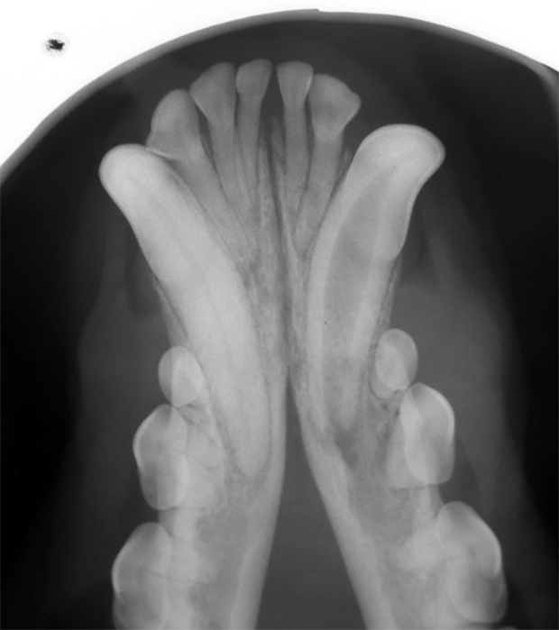 Image Quiz: Canine Oral Pathology | Clinician's Brief