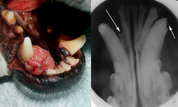 Image Quiz: Canine Oral Pathology | Clinician's Brief