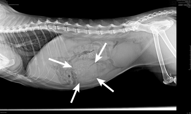 Image Quiz: Acute Abdominal Emergencies in Cats | Clinician's Brief