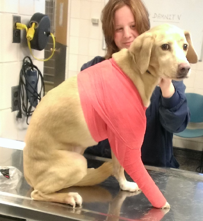 Bandaging Quiz | Clinician's Brief