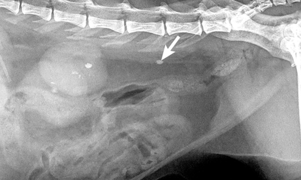 Imaging the Urinary Tract | Clinician's Brief