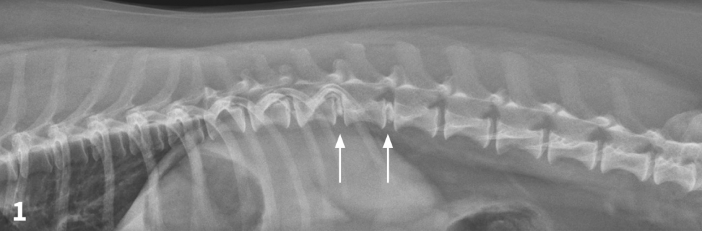 Canine Neck & Back Pain | Clinician's Brief
