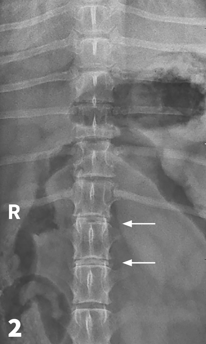 Canine Neck & Back Pain | Clinician's Brief