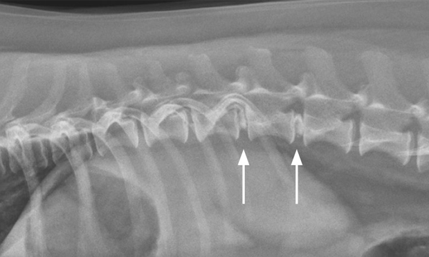 Canine Neck & Back Pain | Clinician's Brief