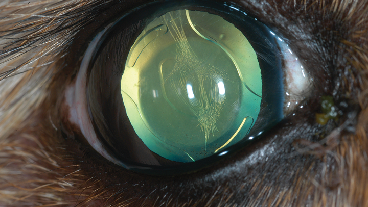 Cataracts in Dogs | Clinician's Brief