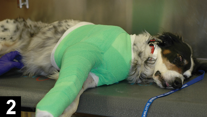 Clinical Suite: Fracture Management | Clinician's Brief