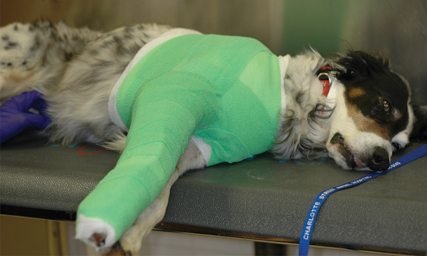 Clinical Suite Fracture Management Clinician s Brief Clinical Suite Fracture Management Clinician s Brief