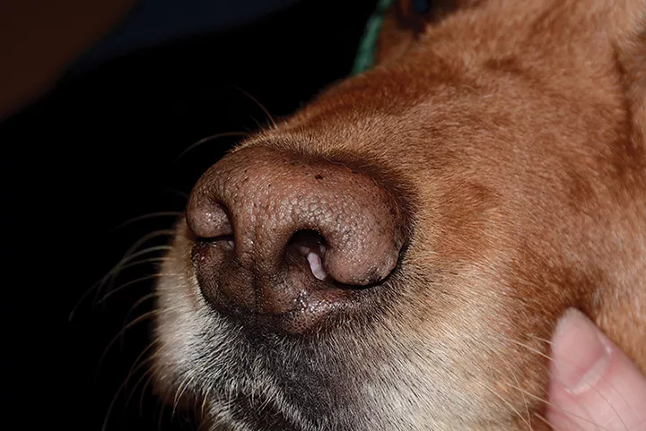 Nose And Sinus Inflammation In Dogs Signs, Causes,, 42% OFF