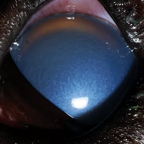 Top 5 Eye Emergencies in Dogs | Clinician's Brief