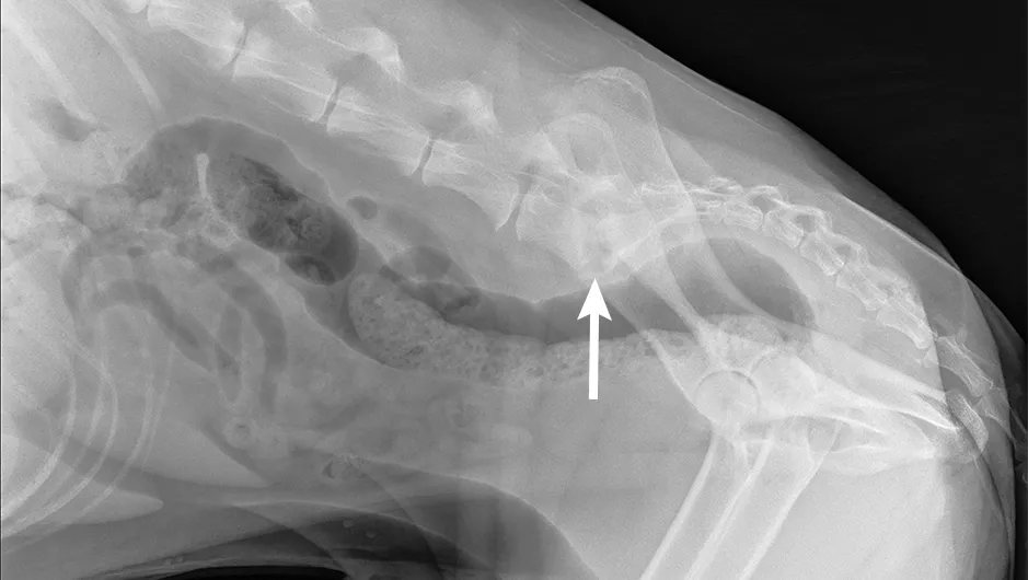 Discospondylitis Causing Back Pain in a Dog | Clinician's Brief