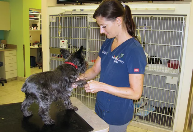Physical Examination: The Cornerstone of Veterinary Medicine ...