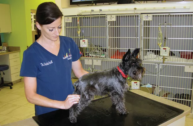 Physical Examination: The Cornerstone of Veterinary Medicine ...