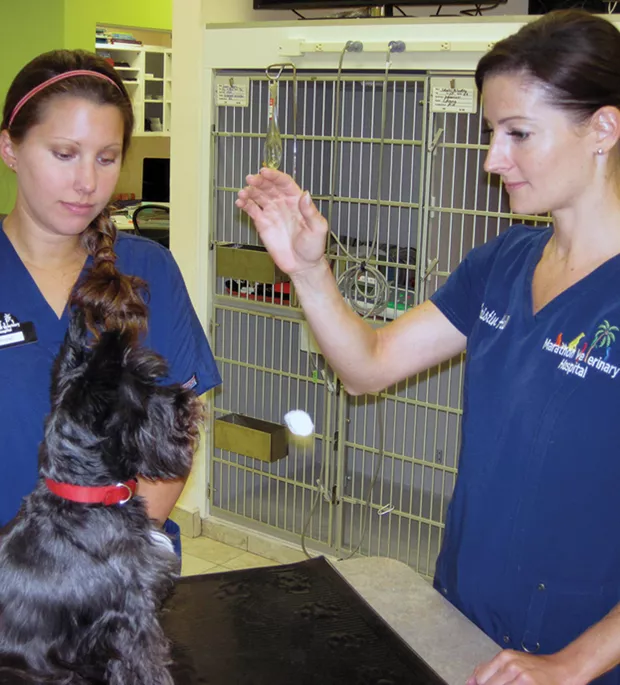 Physical Examination: The Cornerstone of Veterinary Medicine ...
