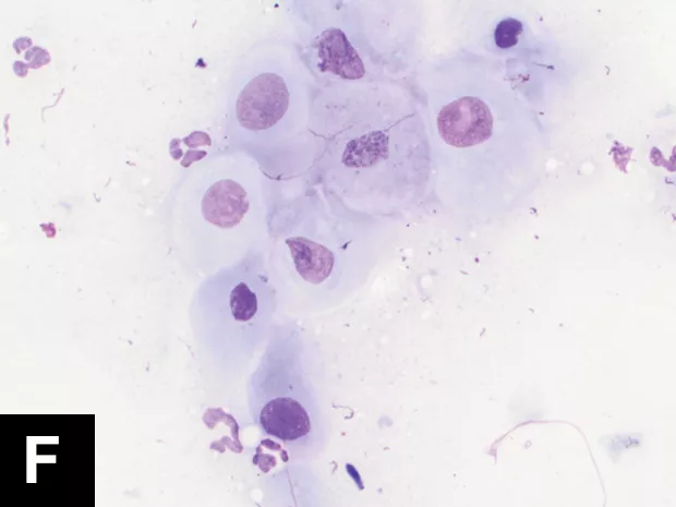 Determining Canine Estrus Stage via Vaginal Cytology | Clinician's Brief